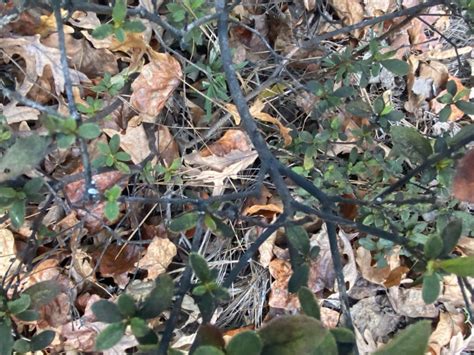 Azalea Bark Scale Turf And Ornamental Pest Management