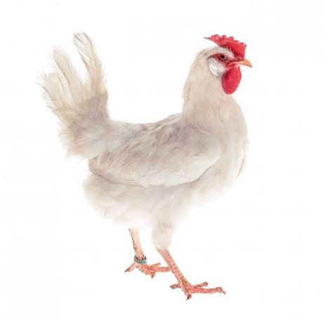 ไก่ไข่พันธุ์ไหนน่าเลี้ยงสุด ที่ไข่เยอะไข่นาน แนะแนวการทำเกษตร อินทรีย์