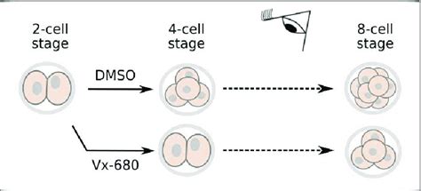 BLOCKING CELL DIVISION Schematic Diagram Of The Experimental Design Of Download Scientific