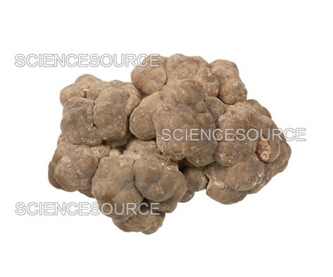 Fossil Coprolite Stock Image Science Source Images