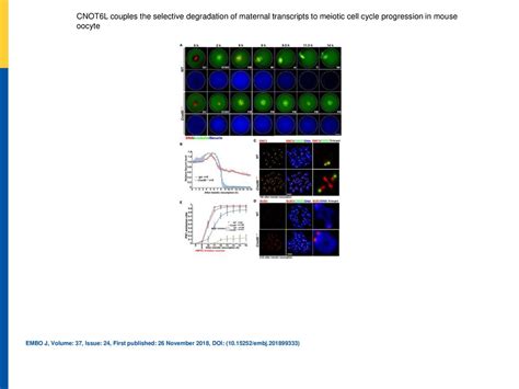 Cnot6l Couples The Selective Degradation Of Maternal Transcripts To
