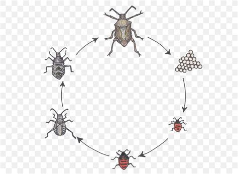 Stink Bug Life Cycle Diagram Figeater Beetle Brown Marmorated Stink
