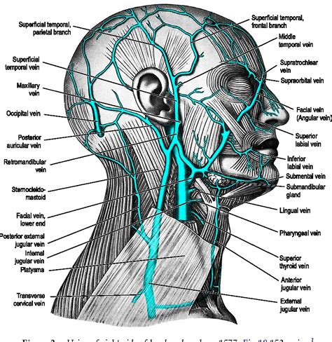 Left Innominate Vein Anatomy