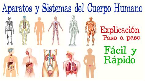 Anatomía Y Fisiología De Los Aparatos Y Sistemas Del Cuerpo Humano