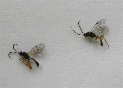 Yorkshire Ichneumons