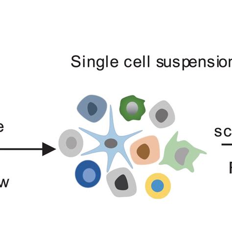 Profiling The Immune Cell Atlas In Normal Organs Scrna‐seq Was Applied Download Scientific