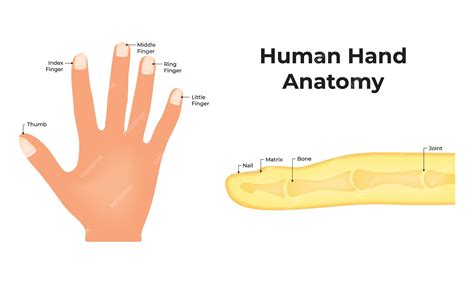 Premium Vector Human Hand Anatomy Nail Matrix Bone Joint Thumb Index