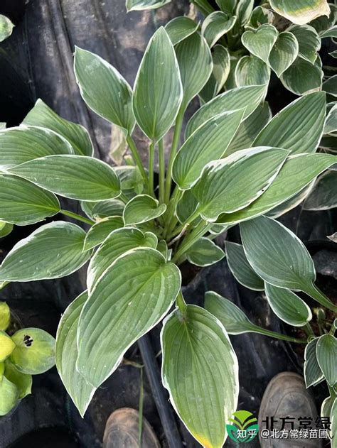 耐荫地被植物 法兰西玉簪种植基地 知乎