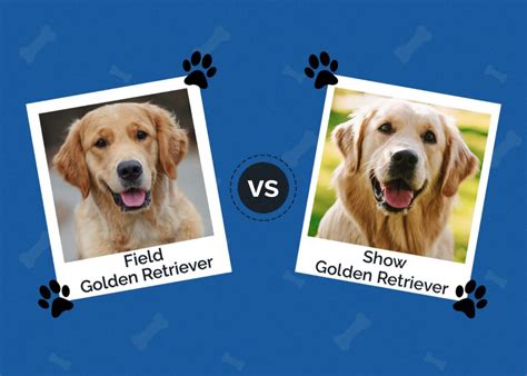 Field Golden Retriever Vs Show Golden Retriever The Differences With