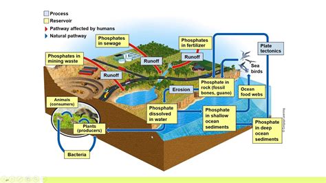 Apes Unit 1 6 The Phosphorous Cycle Youtube