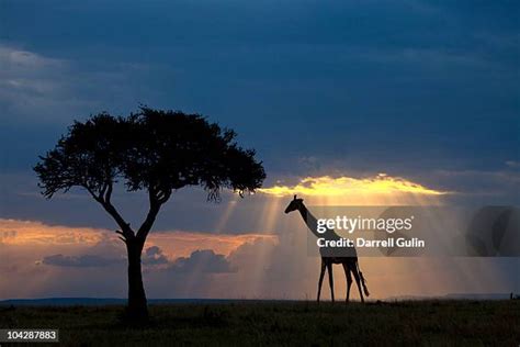 Masai Mara Giraffes Photos And Premium High Res Pictures Getty Images