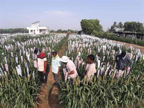 Doriane Blog — Plant Breeding Software Benefits For Biostadt Researchers