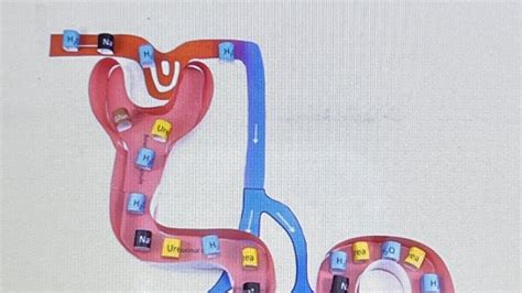 Loop Of Henle Histology