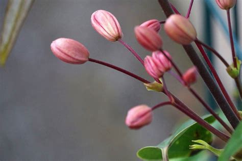 苹果花骨朵图片 花骨朵图片 大山谷图库