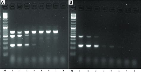 Sensitivity Of Multiplex Pcr Detection Of Didymella Pisi In The Download Scientific Diagram