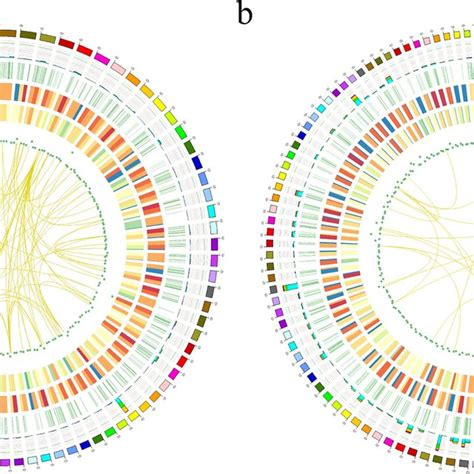 Visualization Of Smrt Sequence Data At The Genome Wide Level Using The