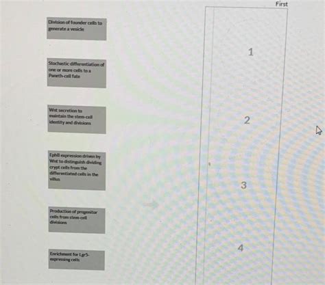 Somatic Cells Such As Fibroblasts Go Through A