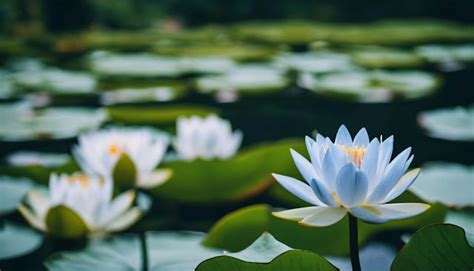Lotus Flowers A Deep Dive Into Their History Myths And Cultural