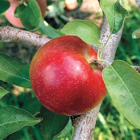 11 Disease Resistant Apple Tree Varieties Bob Vila