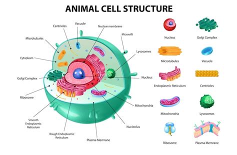 Organel Sel Utama Fungsi Setiap Komponen Sel Inca University