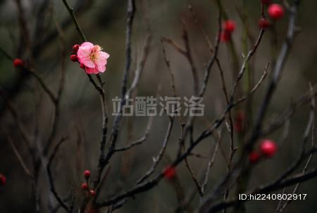 梅树枝头红梅绽放 站酷海洛 正版图片 视频 字体 音乐素材交易平台 站酷旗下品牌