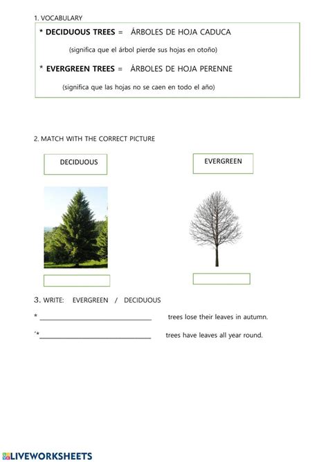 Deciduous Evergreen Trees Online Exercise For Live Worksheets