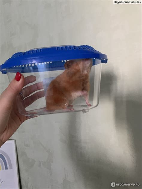 Сирийский хомяк «Наша маленькая рыжая прелесть 🐹 отзывы