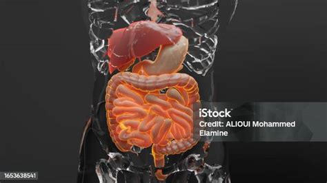 인간의 간 해부학 구조 소화 시스템 기관이 있는 신체 장 위 3d 렌더링 결장에 대한 스톡 사진 및 기타 이미지 결장 암 3차원 형태 Istock