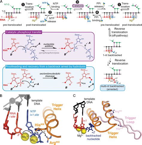 Trigger Loop Of Rna Polymerase Is A Positional Not Acid Base Catalyst For Both Transcription