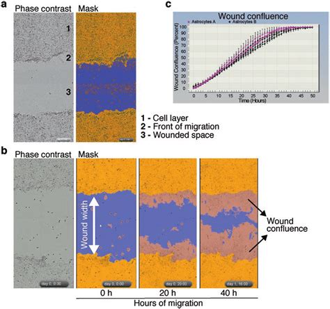 Astrocyte Migration Capacity Tested By An Automated Wound Healing