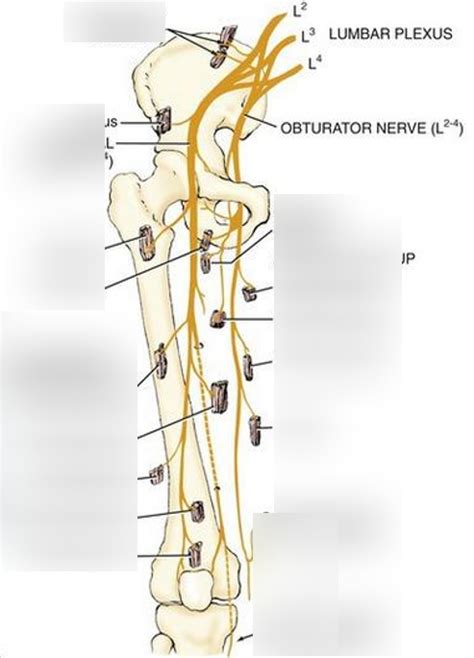 Diagram Of Obturator Nerve Quizlet