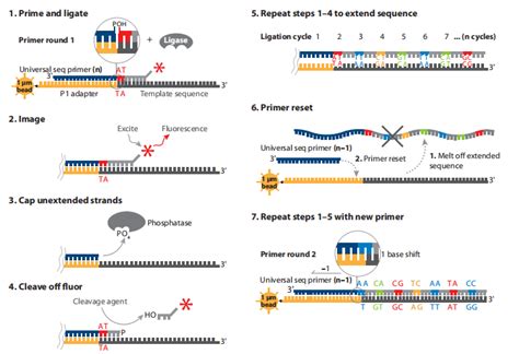 微观探索人体奥秘 027 第二代测序技术 Solid测序 知乎