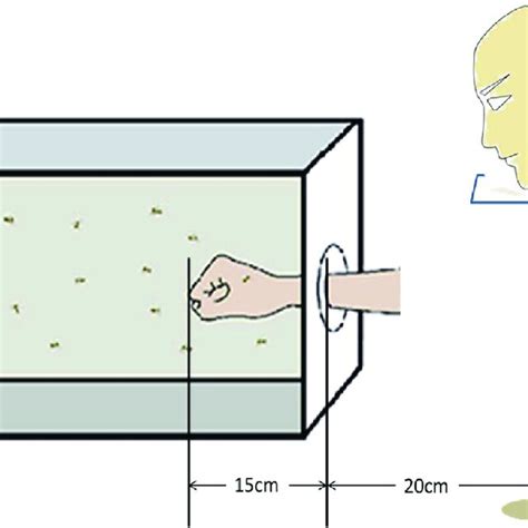 The Schematic Diagram For Behavioral Experiment Download Scientific Diagram