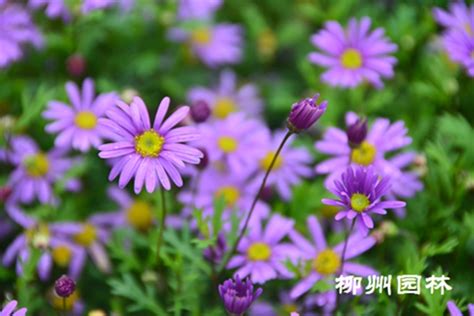 暮光春色的姬小菊 中国公园