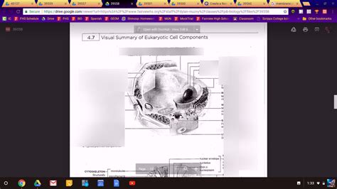 Structure Of Cell Diagram Quizlet