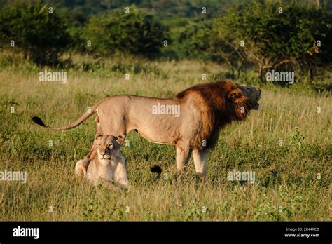 Lions Mating At Kruger Nation Park South Africa Female And Male Lion