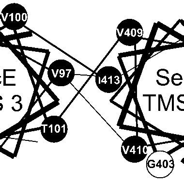 Schematic Representation Of The Contact Interface Between TMS Of Download Scientific Diagram