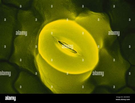 False Colour Scanning Electron Micrograph Of A Closed Stoma On The