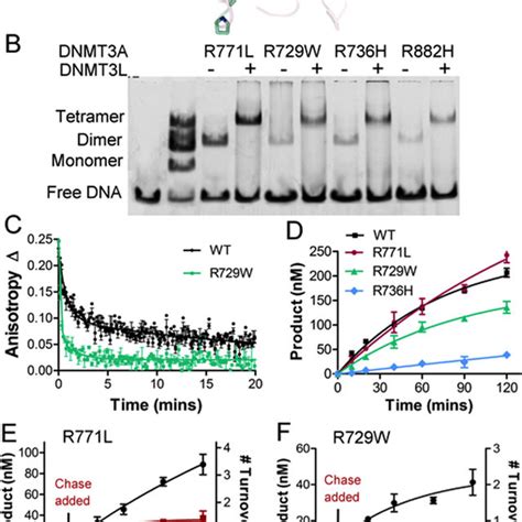 Aml Mutants Disrupt The Tetramer Interface And Eliminate Dnmt3a