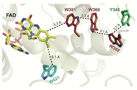 Figure 1 From Delocalized Hole Transport Coupled To Sub Ns Tryptophanyl