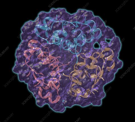 Insulin Hexamer Stock Image F031 5856 Science Photo Library