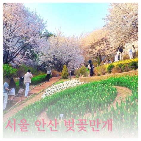 서대문 안산 연희숲속쉼터 벚꽃만개 안산자락길 서울벚꽃명소 홍제천 인공폭포 계곡 네이버 블로그