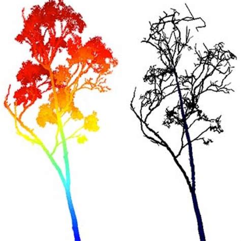 Laser Scanning Accurately Weighs Trees Ucl News Ucl University