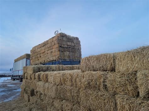 Баруун аймгуудын өвс ногоон тэжээл худалдаа