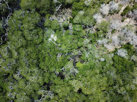 Mangrove Conservation How Can Drones Help