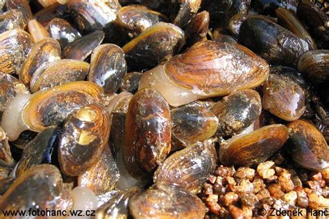 Margaritifera margaritifera CZ Perlorodka říční UK Скойка カワシンジュガイ