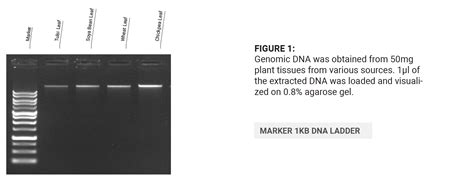 Plant Dna Extraction Purification Kit Solutions Magnetic Bead Technology Ctab Nucleic Acid G2m
