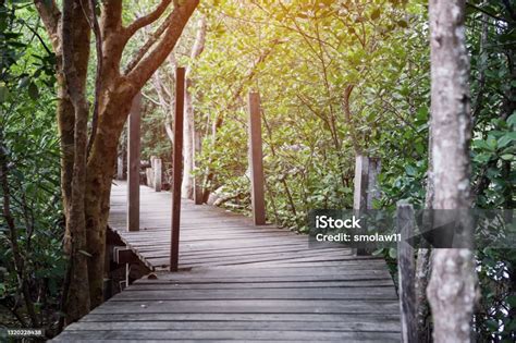 태국 마을의 맹그로브 나무 숲 정글의 목조 다리에 열대 숲 이국적인 산책로 여행 라용을위한 퉁 프롱 통 공원 열대 숲의 전망 포인트 0명에 대한 스톡 사진 및 기타 이미지