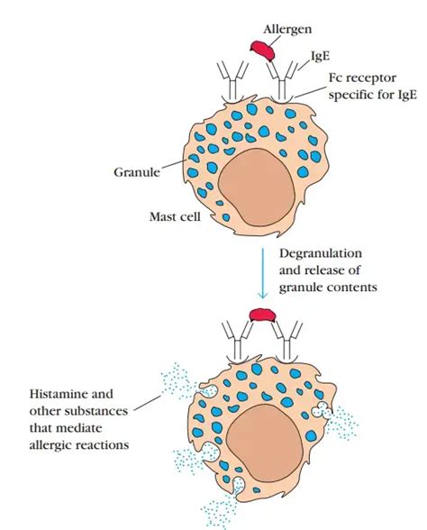 Antibody Structure Types Functions And Properties Biology Notes Online