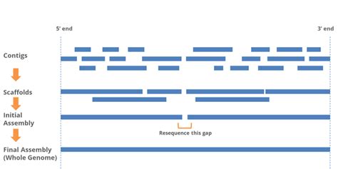 Dna Sequencing Illumina Workflow Part 4 Sequencing Bioinformatics